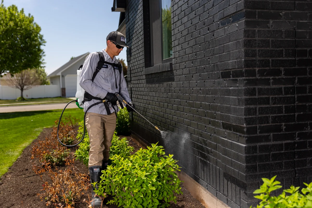 Do’s and Don’ts as directed by trusted pest control experts | Homes Culture