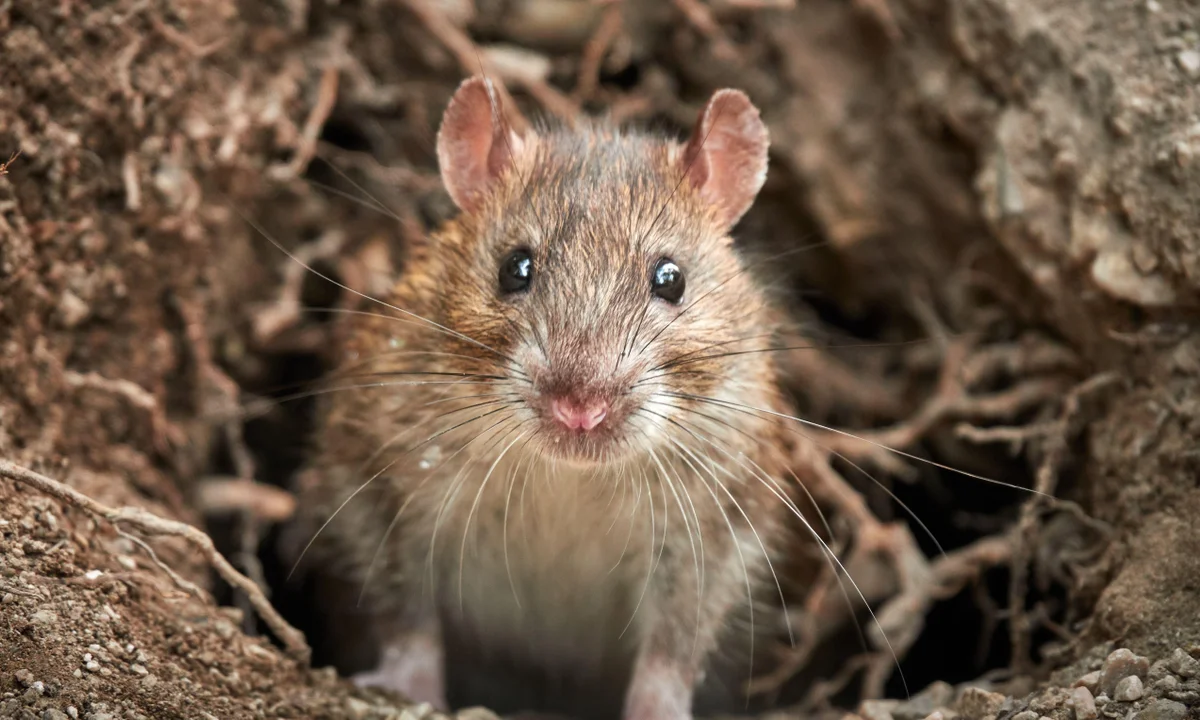 How Missouri’s Climate Encourages Rat Problems Year-Round in St. Louis ...